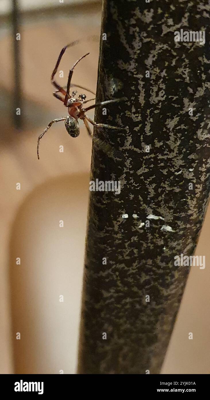 Furrow Spiders (Larinioides Stock Photo - Alamy