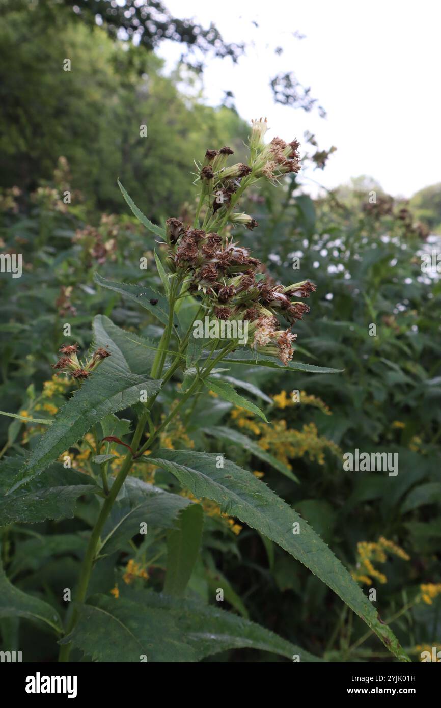 False Indian Plantain (Hasteola suaveolens Stock Photo - Alamy