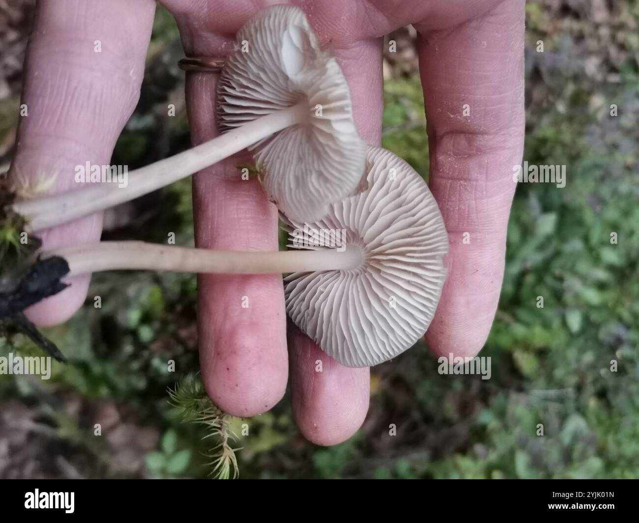 common bonnet (Mycena galericulata Stock Photo - Alamy