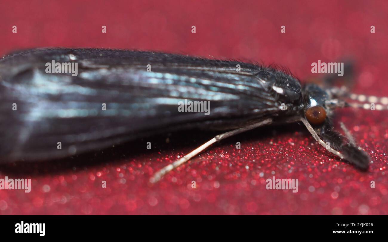 Black Dancer Caddisfly (Mystacides sepulchralis Stock Photo - Alamy