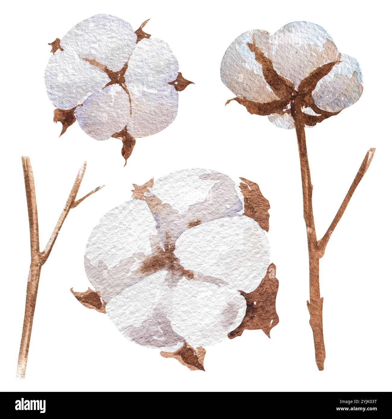 Cotton branch.Watercolor illustration of a branch with cotton bolls ...