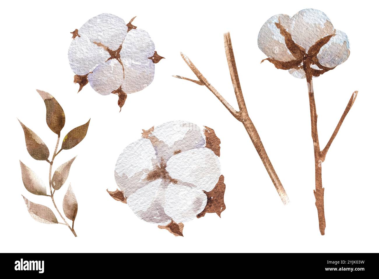 Cotton branch. Watercolor illustration of a branch with cotton bolls ...