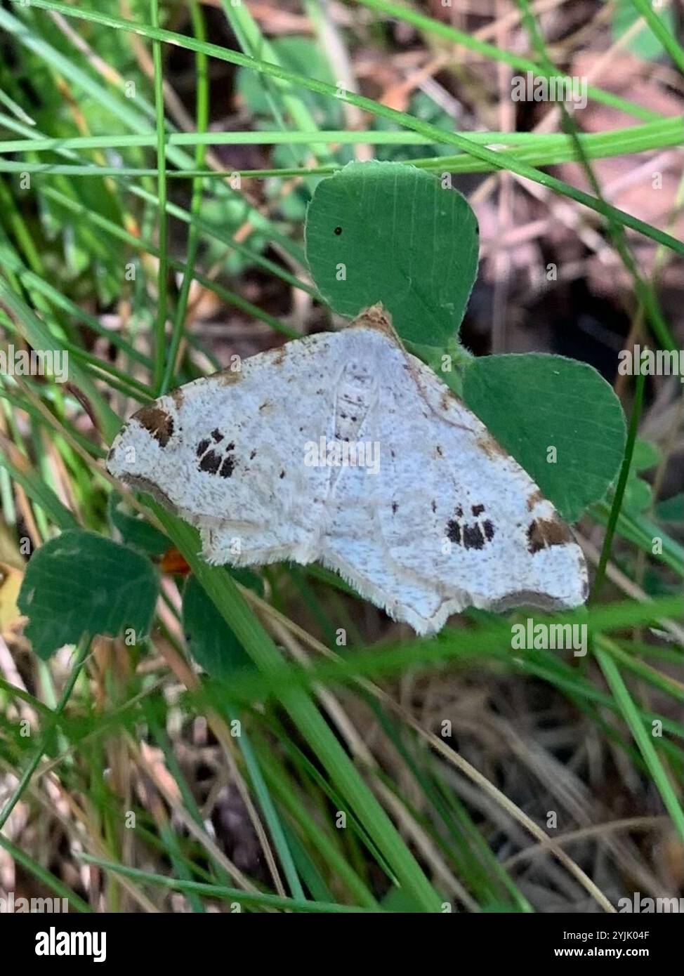 Peacock Moth (Macaria notata Stock Photo - Alamy
