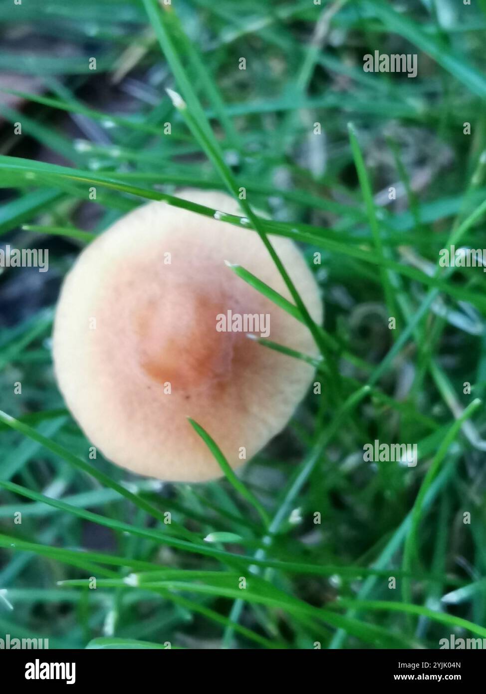 milky conecap (Conocybe apala Stock Photo - Alamy