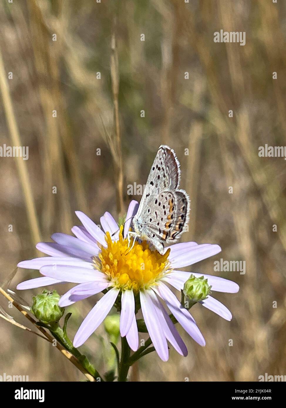 Acmon Blue (Icaricia acmon Stock Photo - Alamy