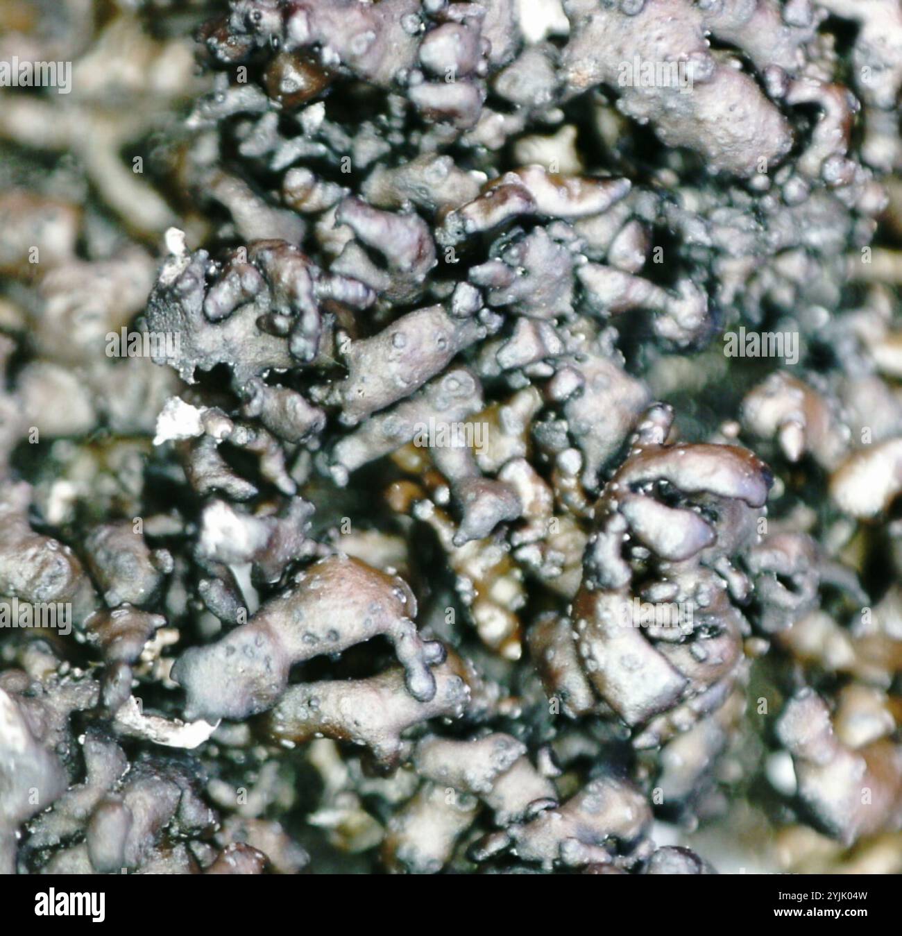 Stygian Black-parmelia (Melanelia stygia Stock Photo - Alamy