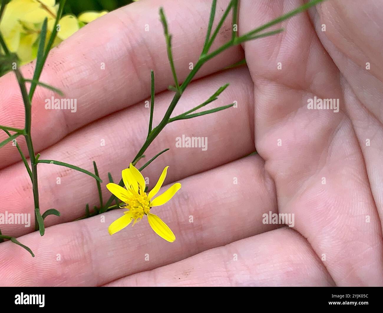 Texas Snakeweed (Gutierrezia texana Stock Photo - Alamy