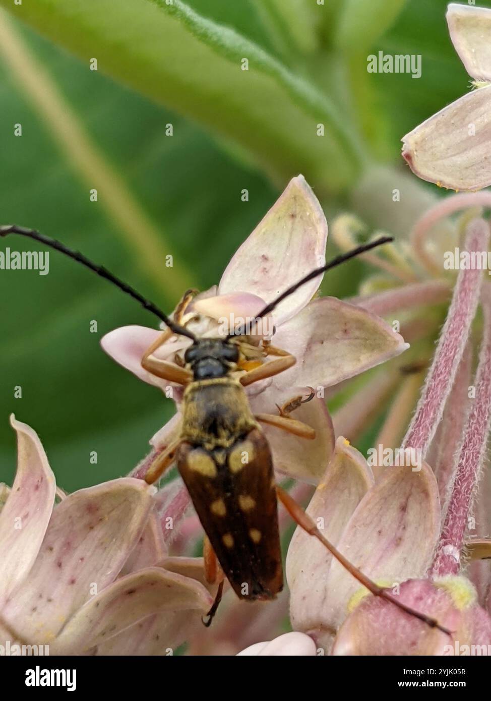 Banded Longhorn Beetle (Typocerus velutinus Stock Photo - Alamy