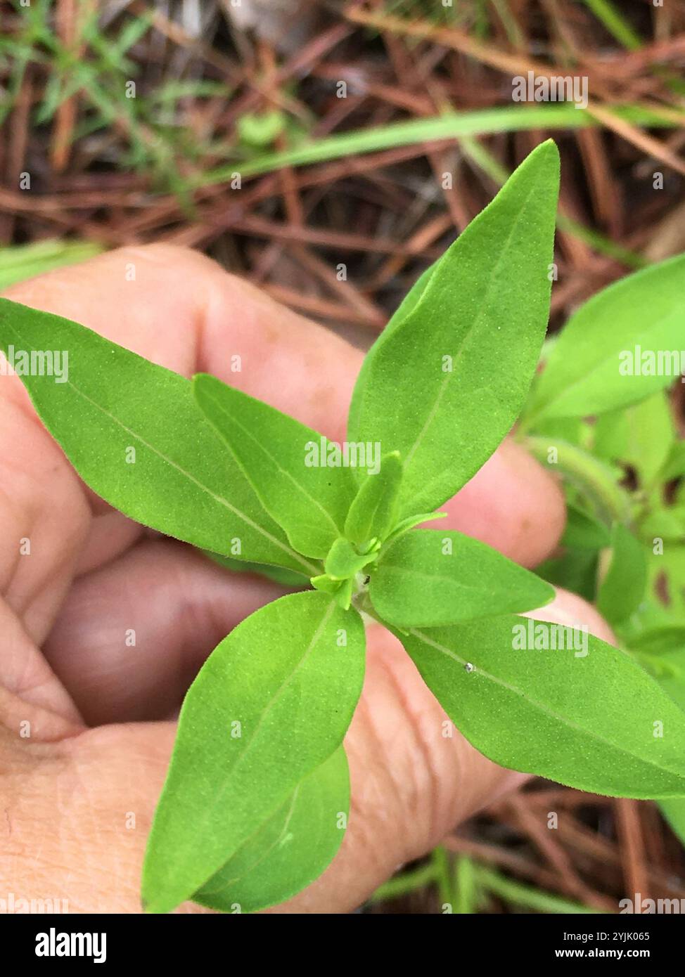 Blue Curls (Trichostema dichotomum Stock Photo - Alamy