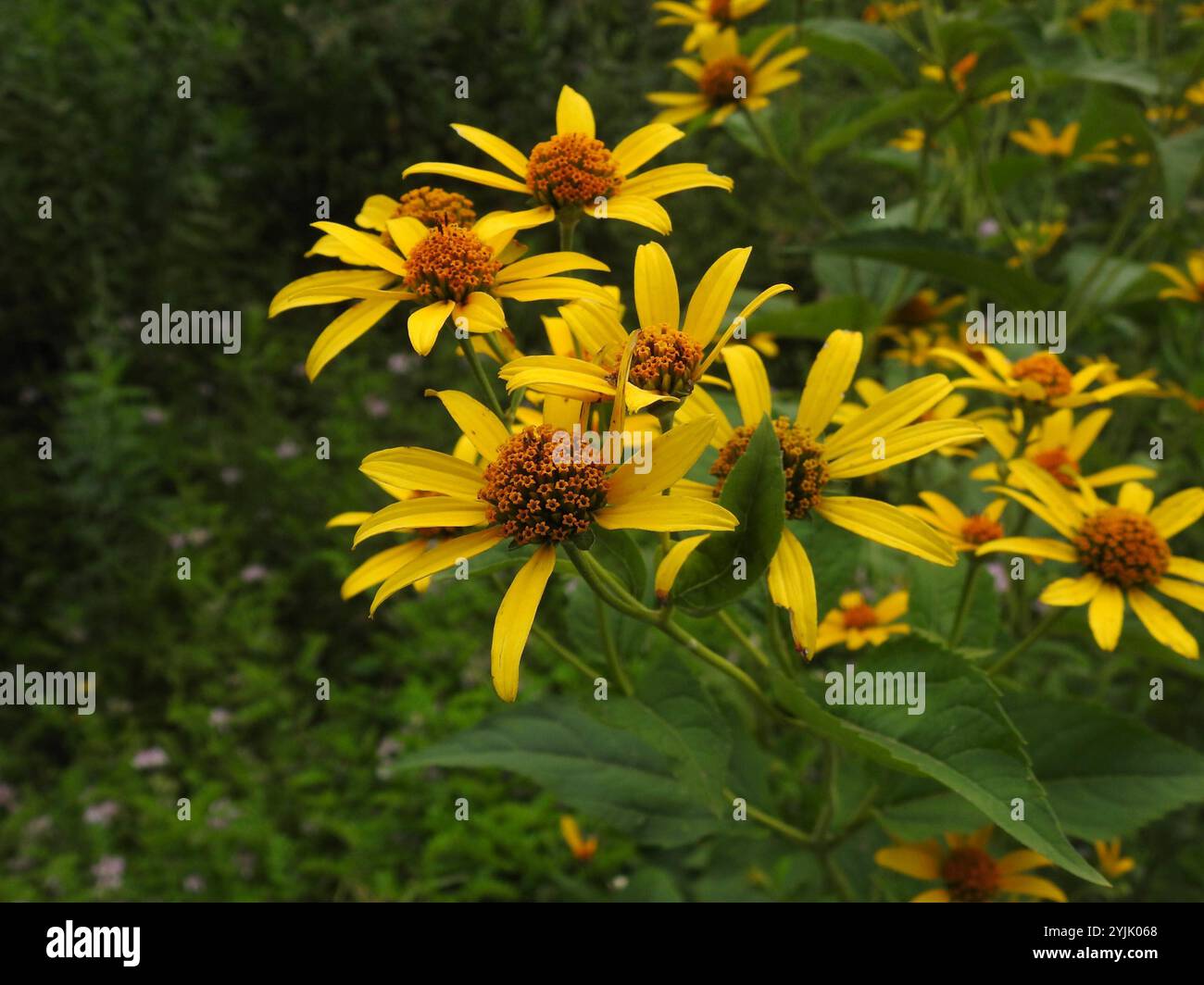 false sunflower (Heliopsis helianthoides Stock Photo - Alamy