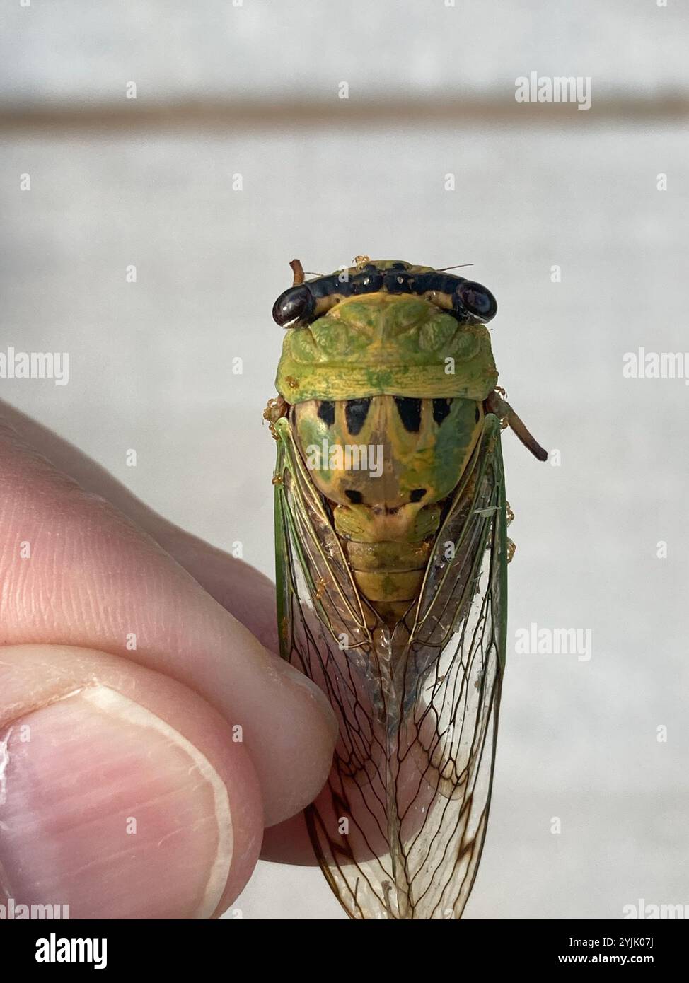 Superb Dog-day Cicada (Neotibicen superbus Stock Photo - Alamy