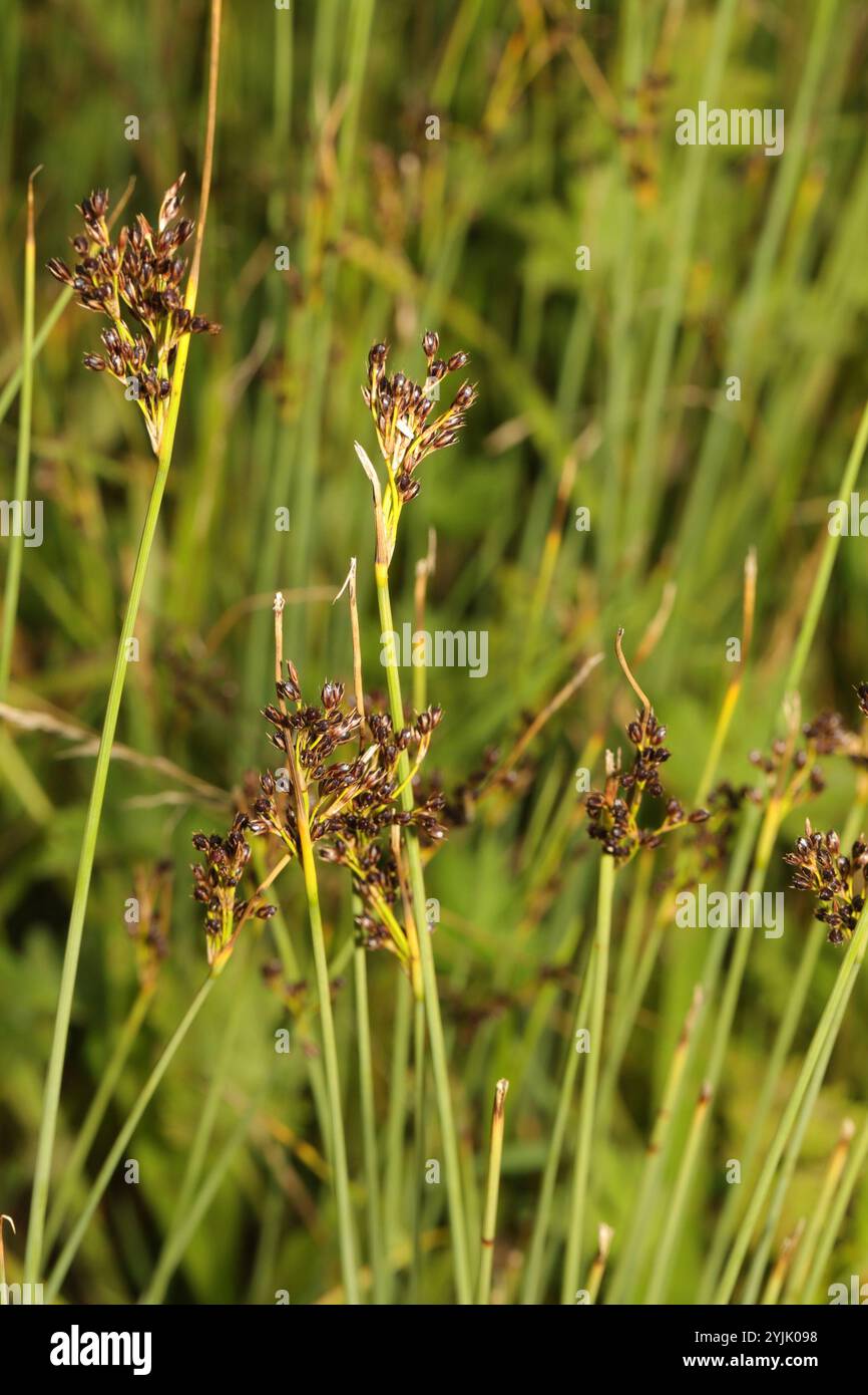 Hard Rush (Juncus inflexus Stock Photo - Alamy