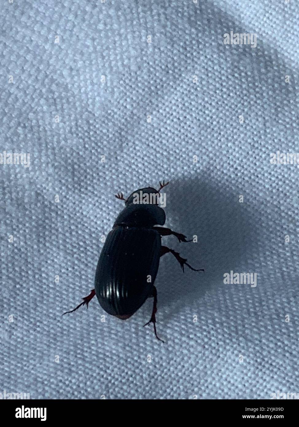 Night-flying Dung Beetle (Acrossus rufipes Stock Photo - Alamy