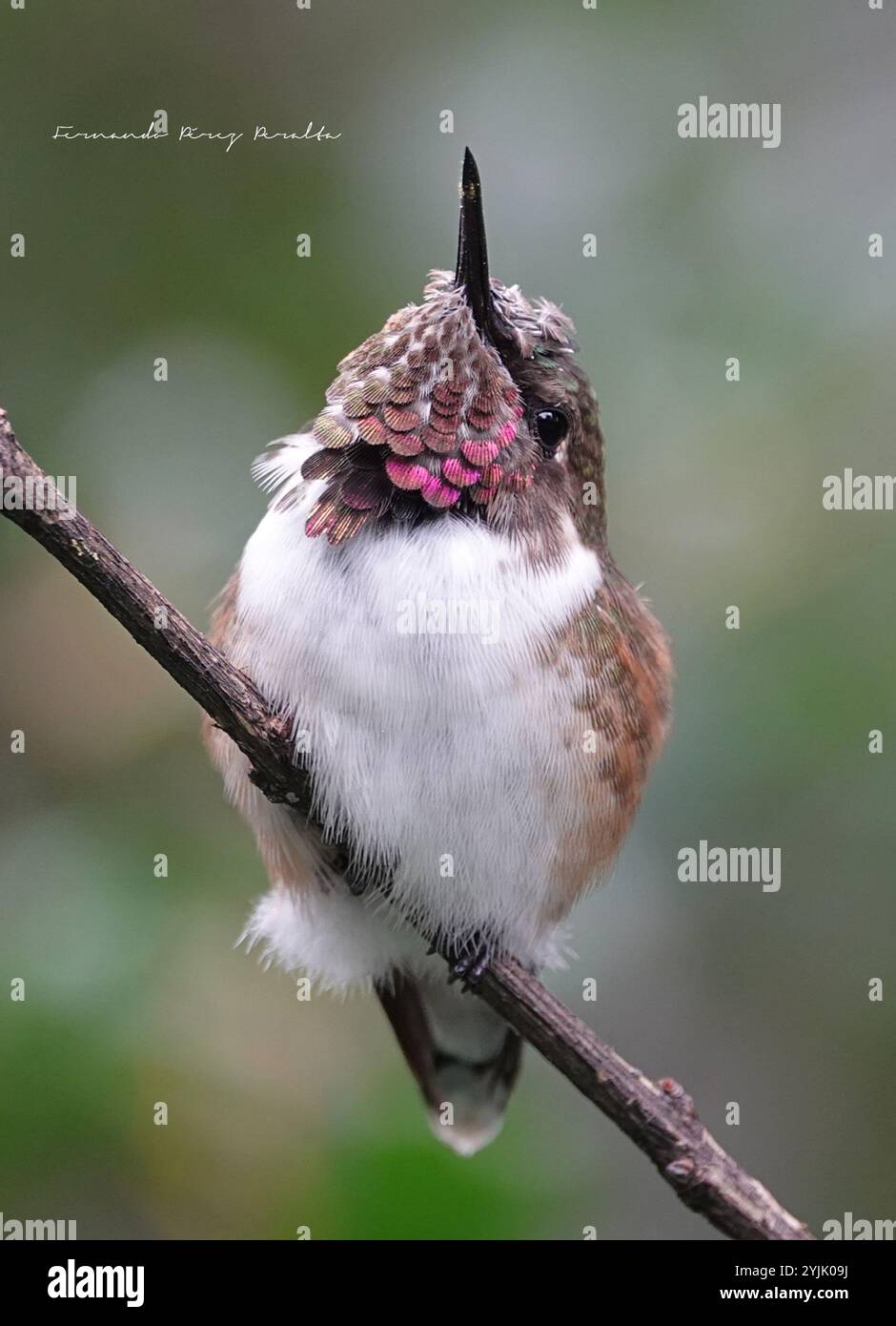 Bumblebee Hummingbird (Selasphorus heloisa Stock Photo - Alamy