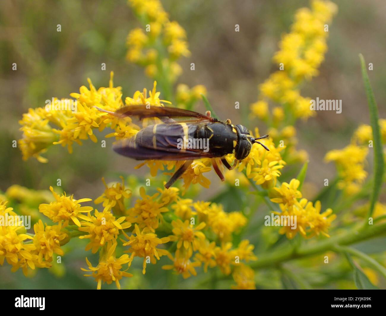 Four-lined Hornet Fly (Spilomyia sayi Stock Photo - Alamy