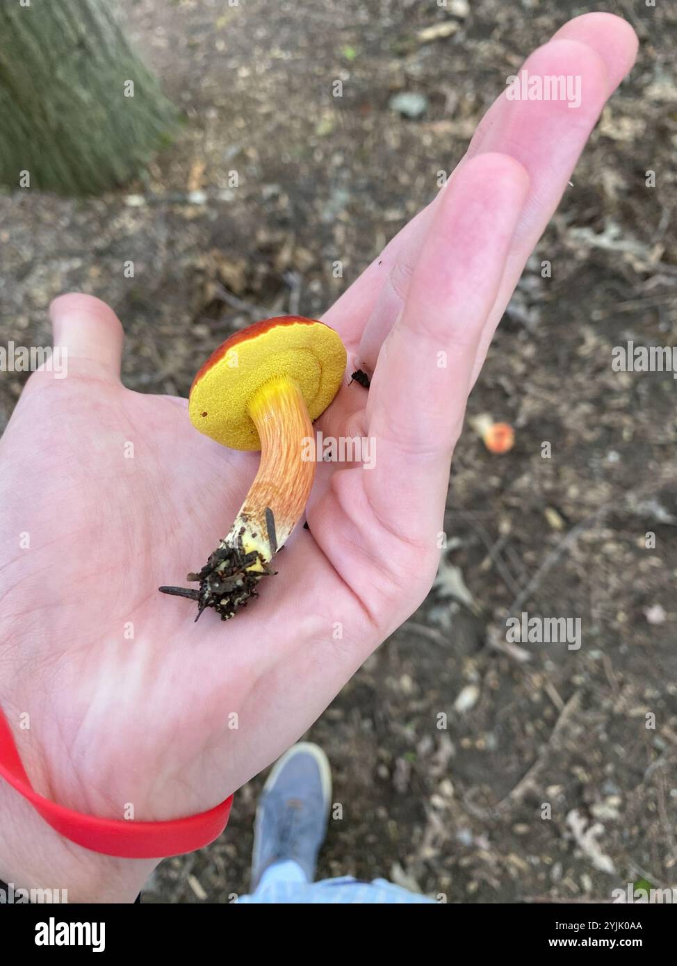 Bicolor bolete hi-res stock photography and images - Alamy