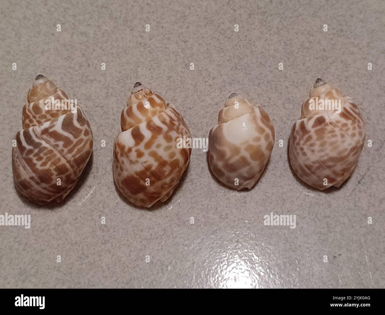 Spiral babylon hi-res stock photography and images - Alamy