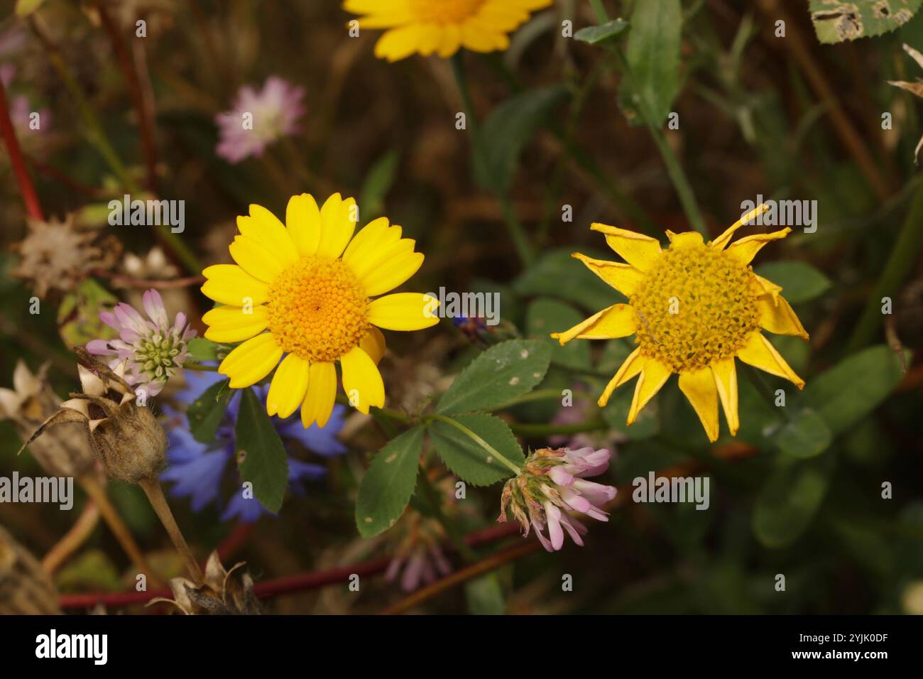 Corn Marigold (Glebionis segetum Stock Photo - Alamy