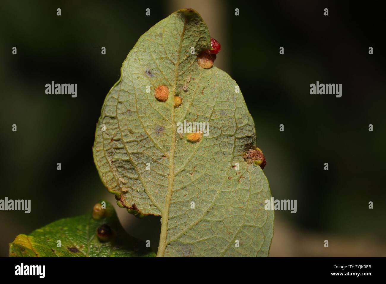 Aculus hi-res stock photography and images - Alamy