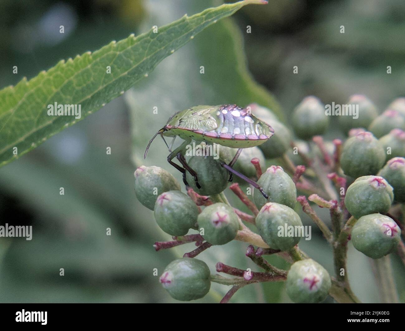 Southern Green Stink Bug (Nezara viridula Stock Photo - Alamy