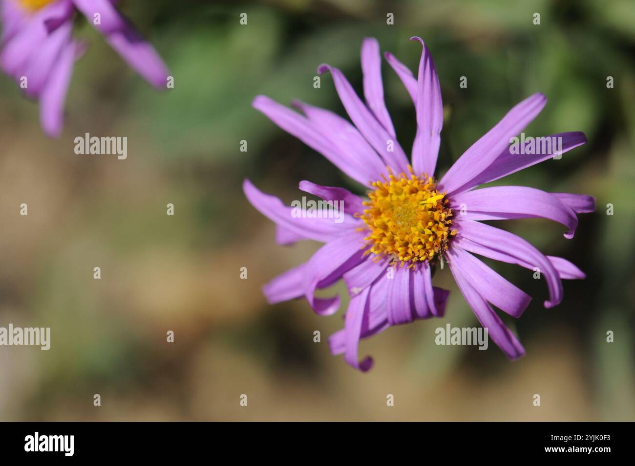 Alpine Aster (Aster alpinus Stock Photo - Alamy