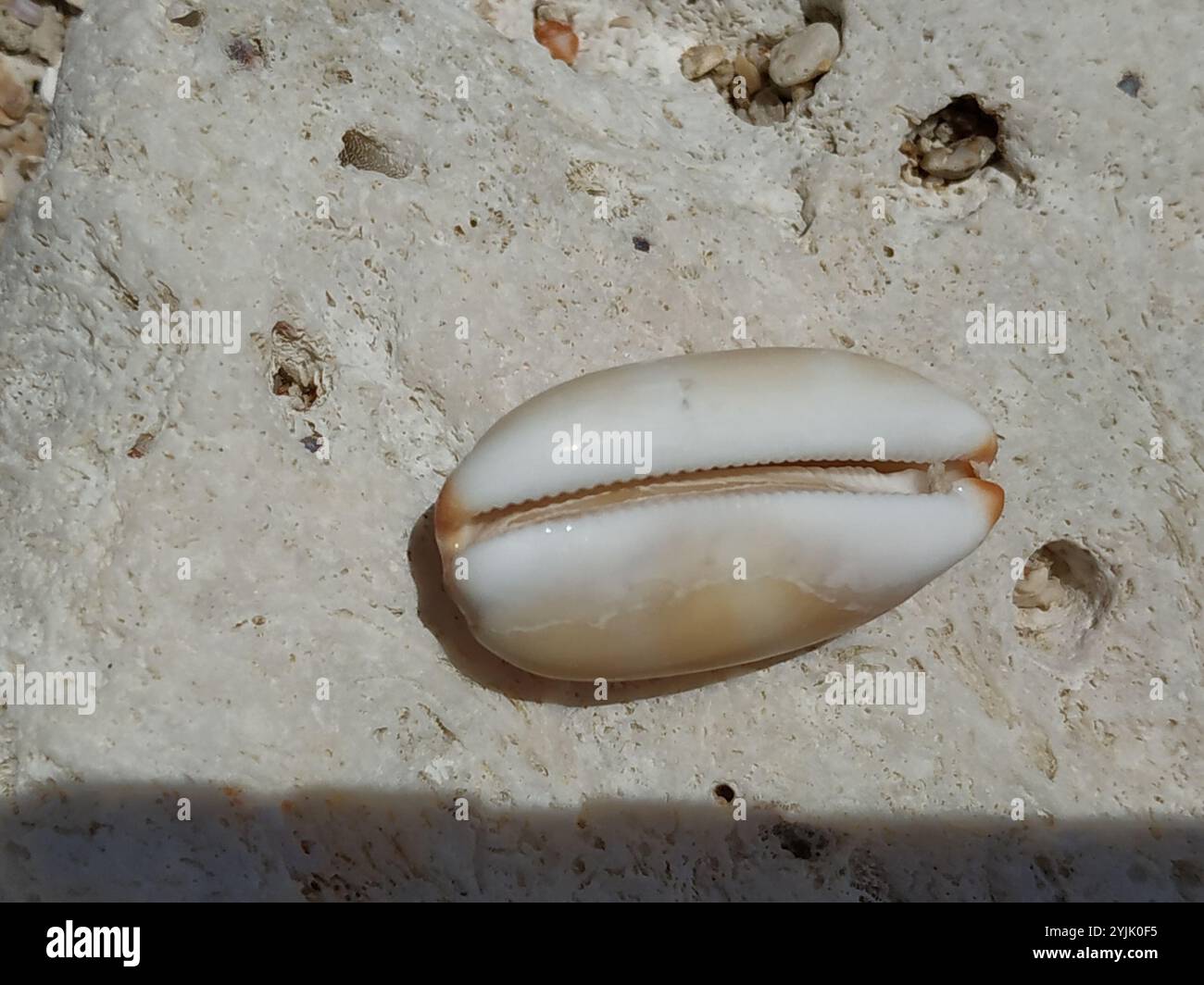 Luria isabella hi-res stock photography and images - Alamy