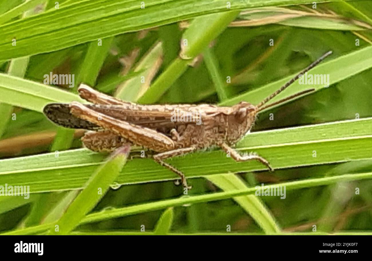 Common Field Grasshopper (Chorthippus brunneus Stock Photo - Alamy
