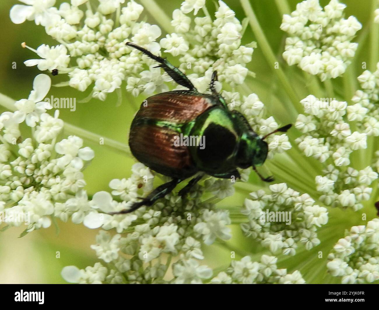 Japanese Beetle (Popillia japonica Stock Photo - Alamy