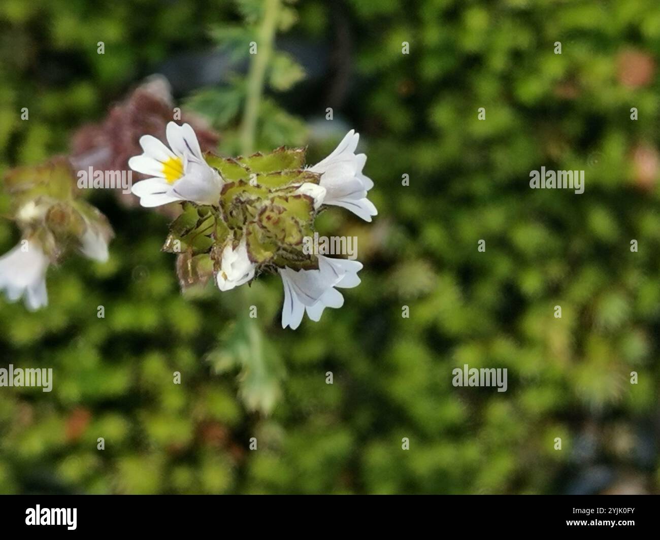 Common Eyebright (Euphrasia nemorosa Stock Photo - Alamy