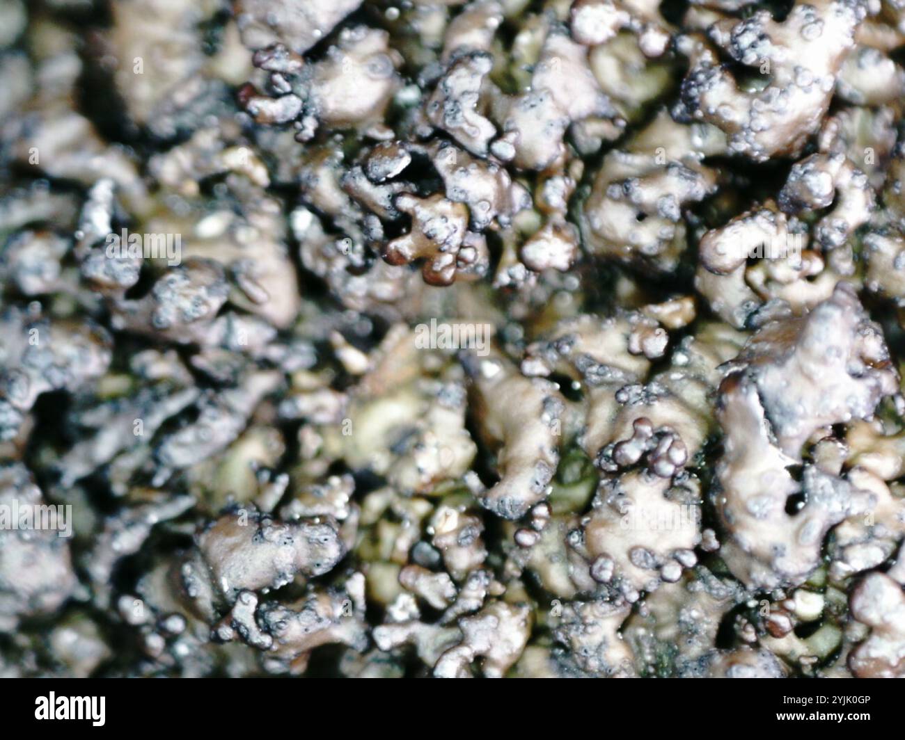 Stygian Black-parmelia (Melanelia stygia Stock Photo - Alamy