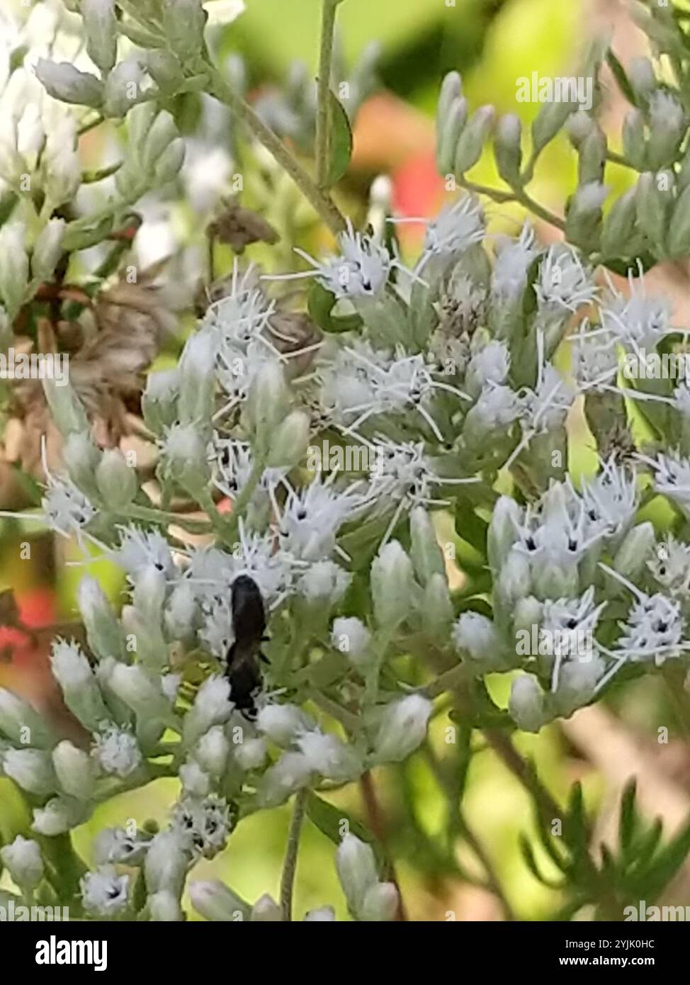 Ants, Bees, Wasps, and Sawflies (Hymenoptera Stock Photo - Alamy