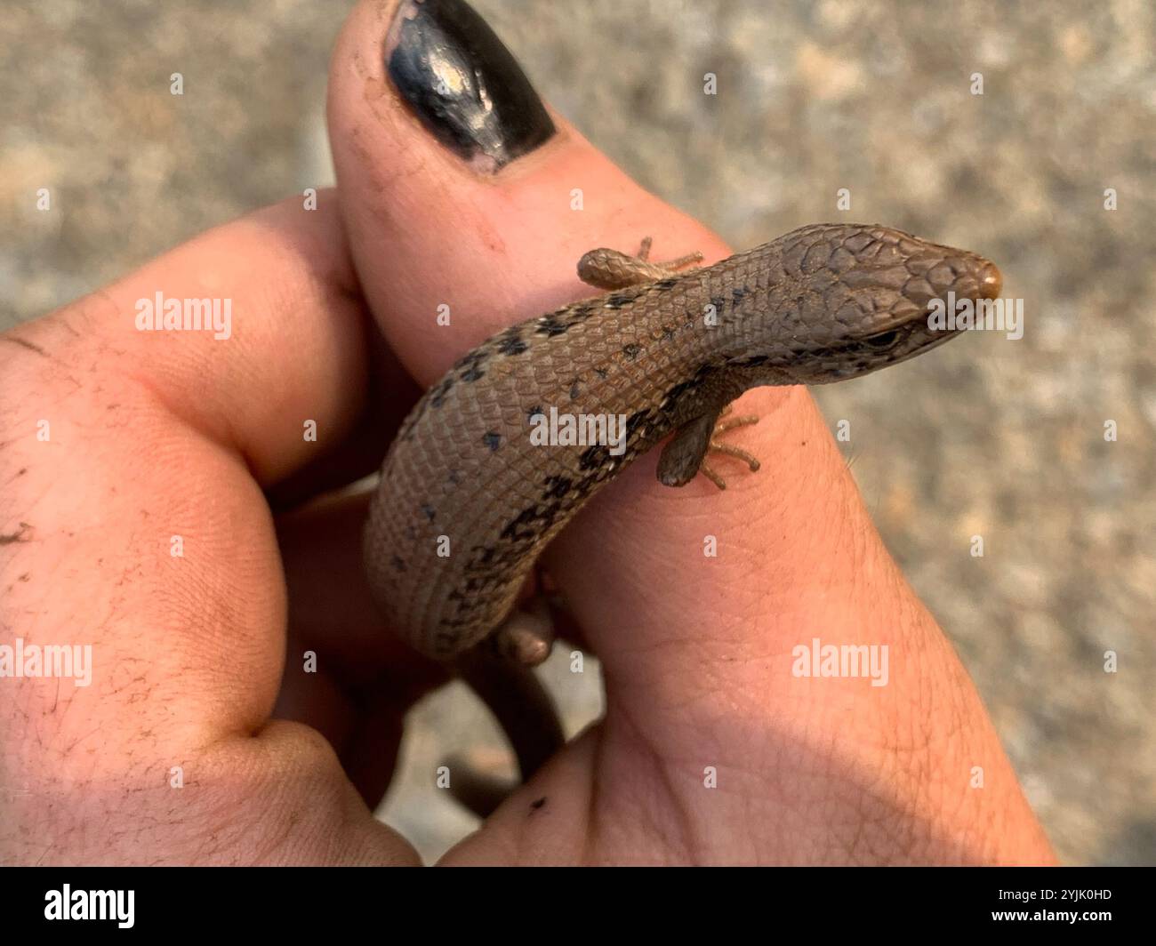 Northern Alligator Lizard (Elgaria coerulea Stock Photo - Alamy