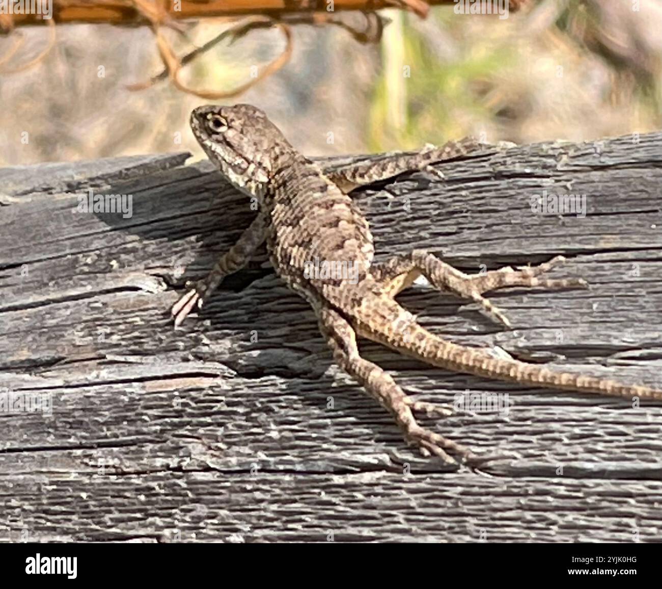 Western Fence Lizard (Sceloporus occidentalis Stock Photo - Alamy