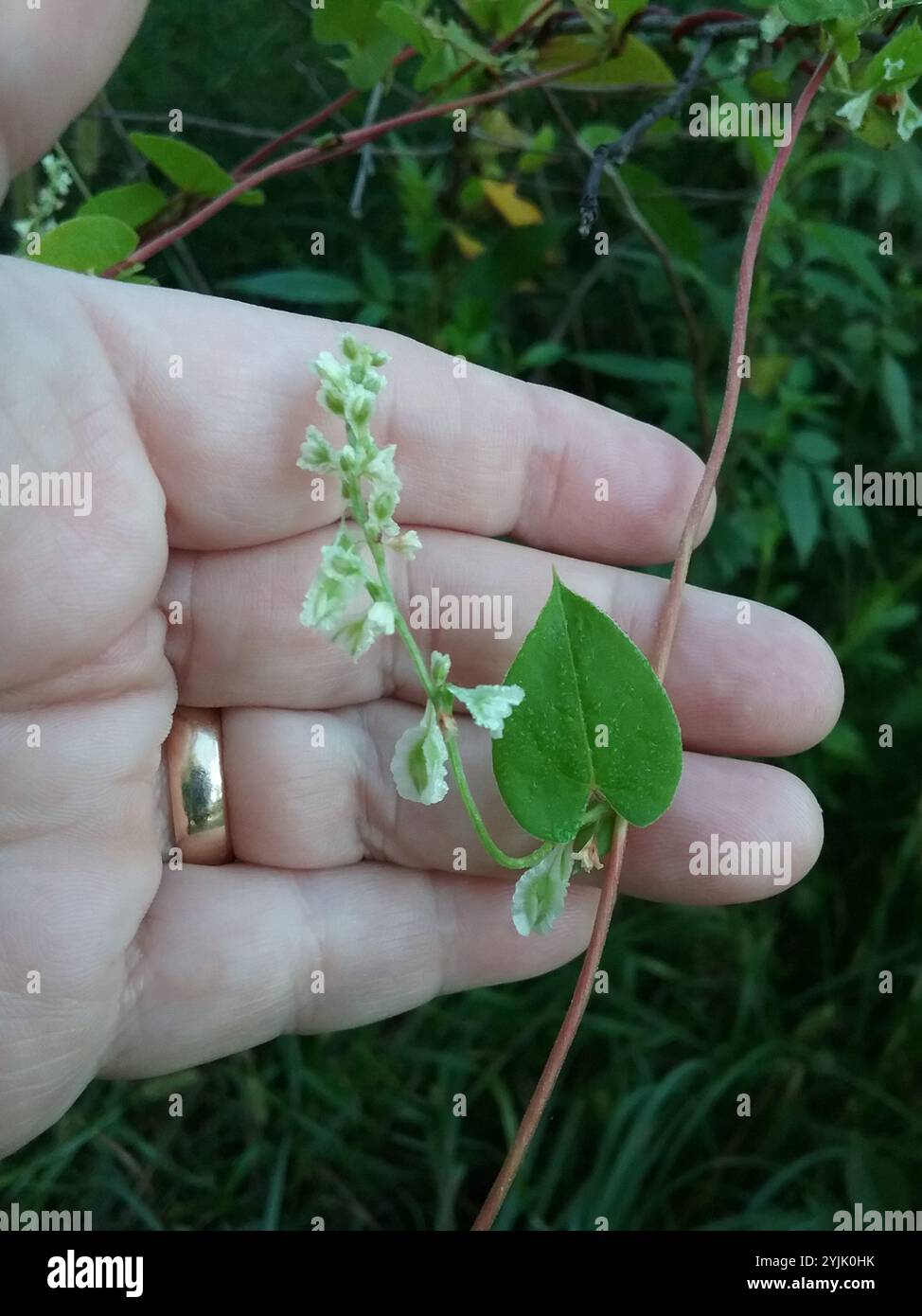 climbing false buckwheat (Fallopia scandens Stock Photo - Alamy