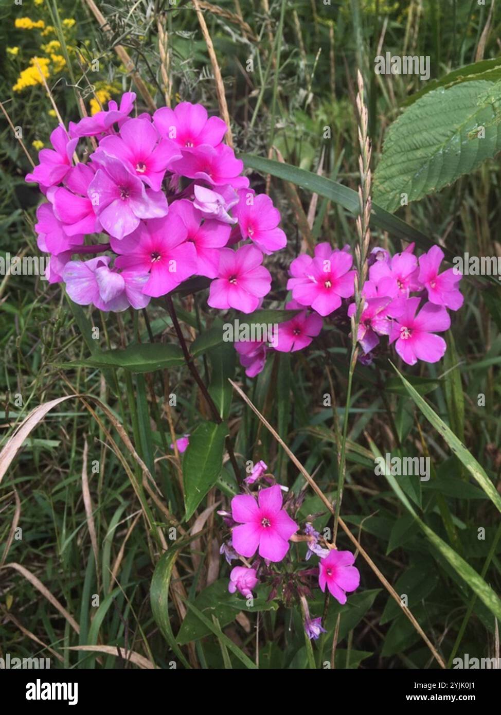 fall phlox (Phlox paniculata Stock Photo - Alamy