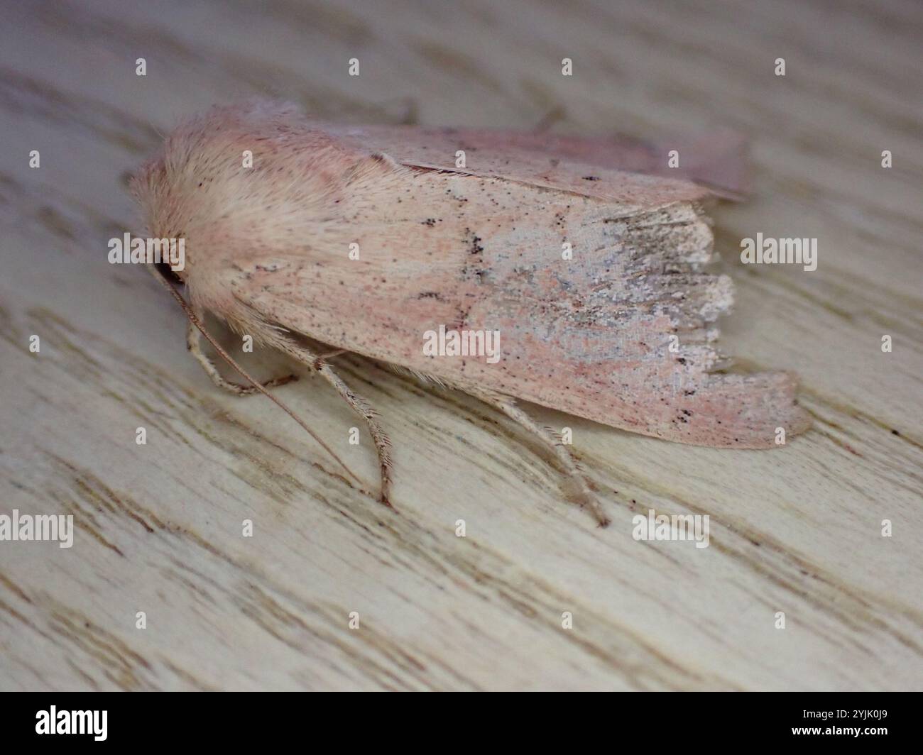 The Clay (Mythimna ferrago Stock Photo - Alamy
