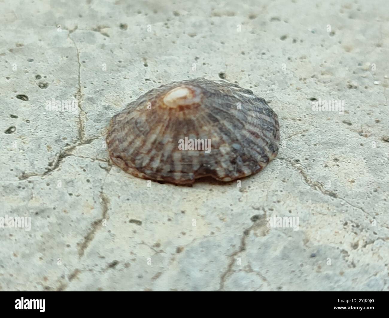 Cellana hi-res stock photography and images - Alamy