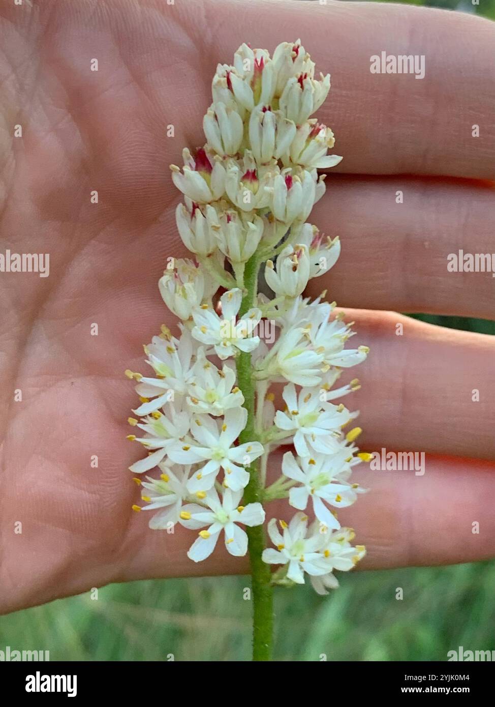 western false asphodel (Triantha occidentalis Stock Photo - Alamy