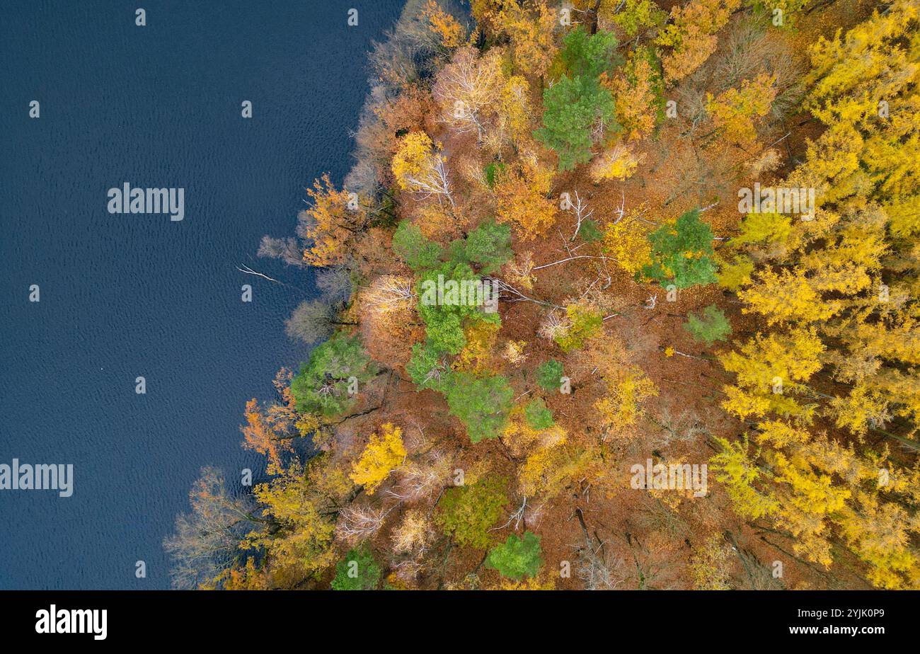 Treplin, Germany. 15th Nov, 2024. The leaves and yellow needles on the ...