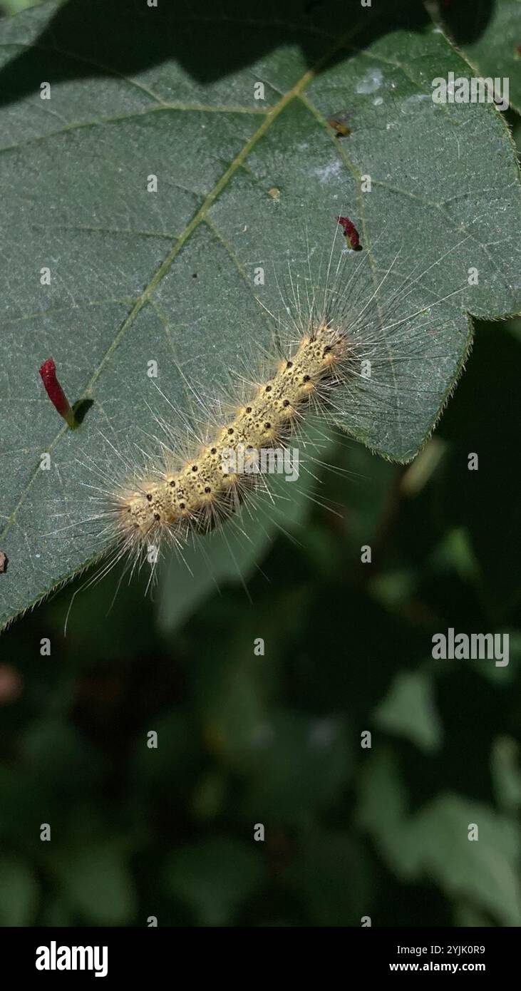Fall Webworm Moth (Hyphantria cunea Stock Photo - Alamy