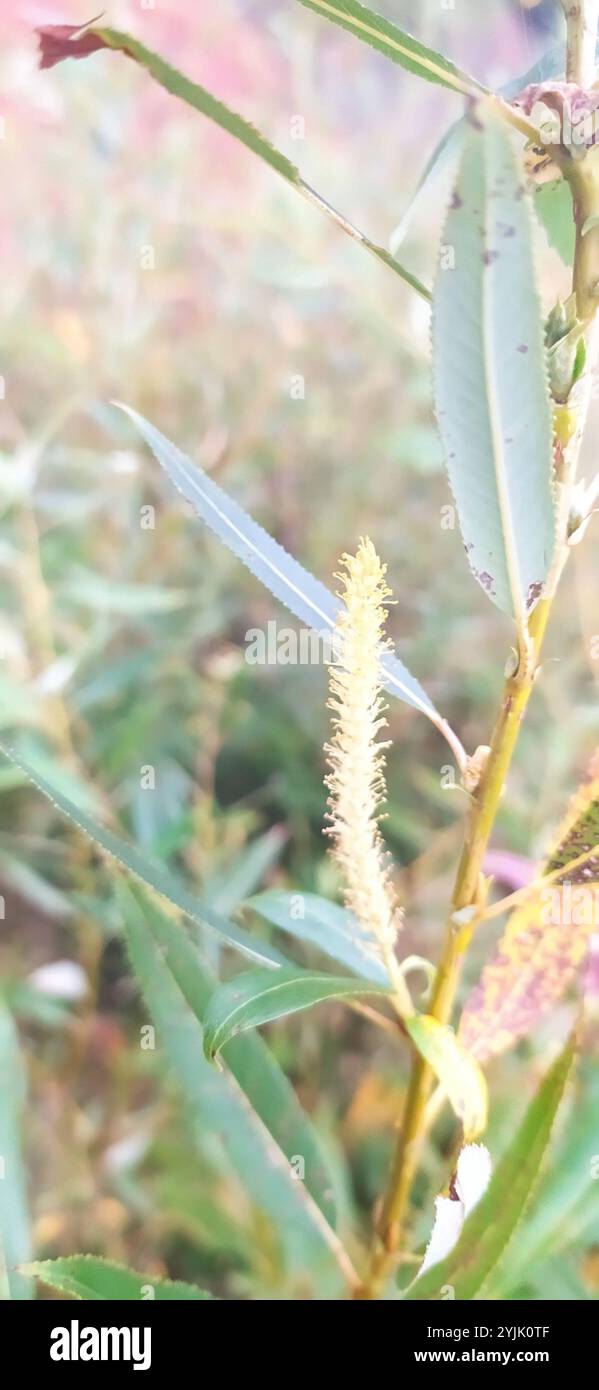 Almond Willow (Salix triandra Stock Photo - Alamy
