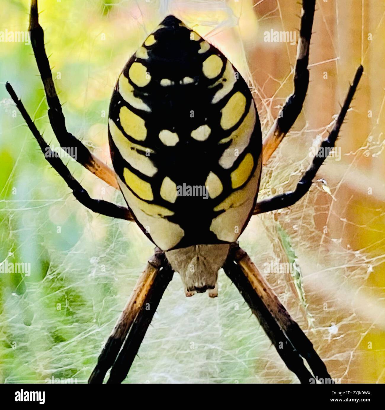 Yellow Garden Spider (Argiope aurantia Stock Photo - Alamy