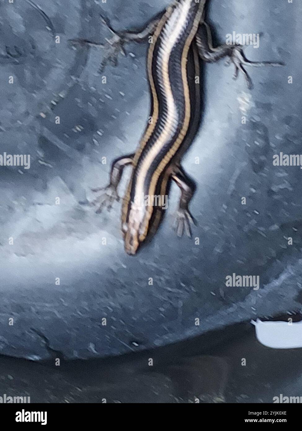 Common Five-lined Skink (Plestiodon fasciatus Stock Photo - Alamy