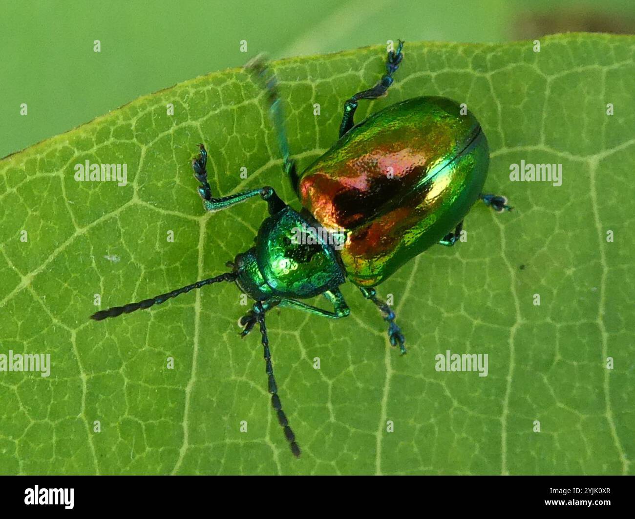 Dogbane Leaf Beetle (Chrysochus auratus Stock Photo - Alamy