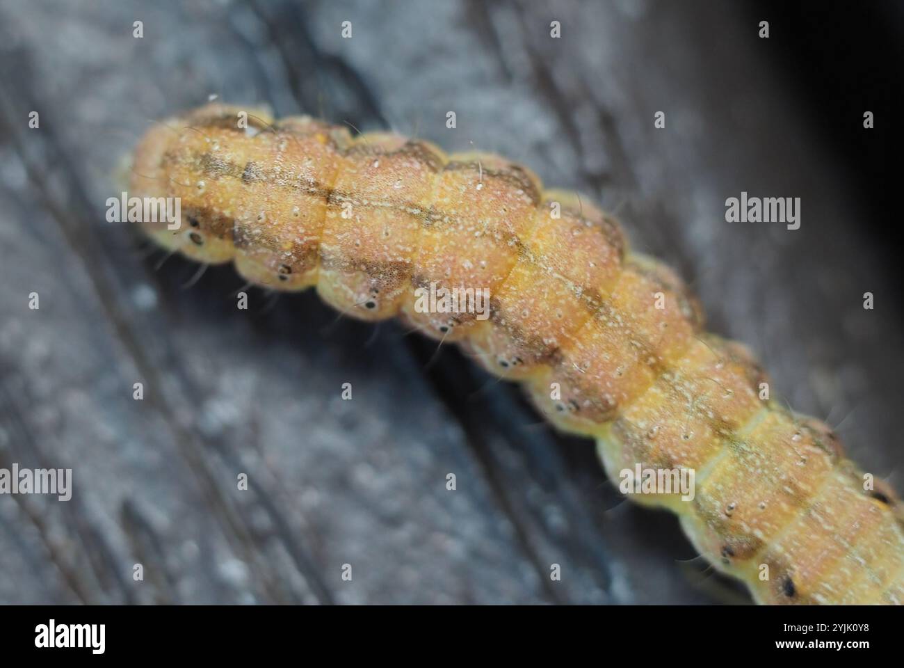 Corn Earworm Moth (Helicoverpa zea Stock Photo - Alamy