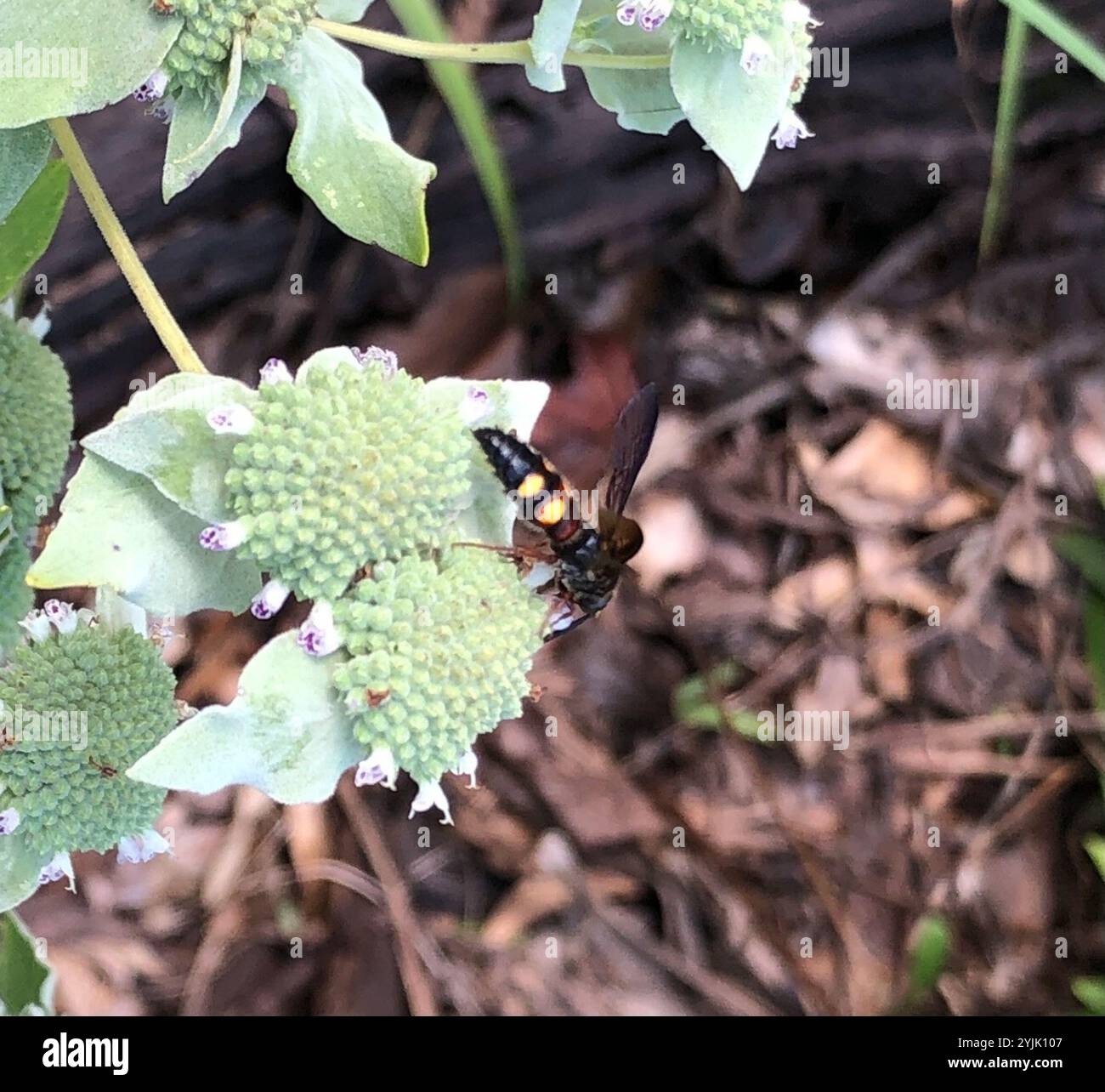 Noble Scoliid Wasp (Scolia nobilitata Stock Photo - Alamy