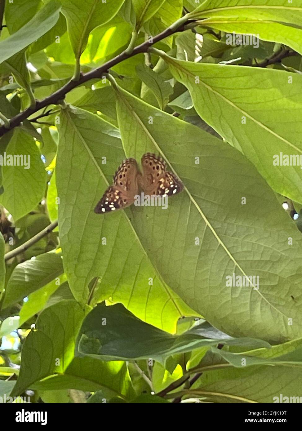 Hackberry Emperor (Asterocampa celtis Stock Photo - Alamy
