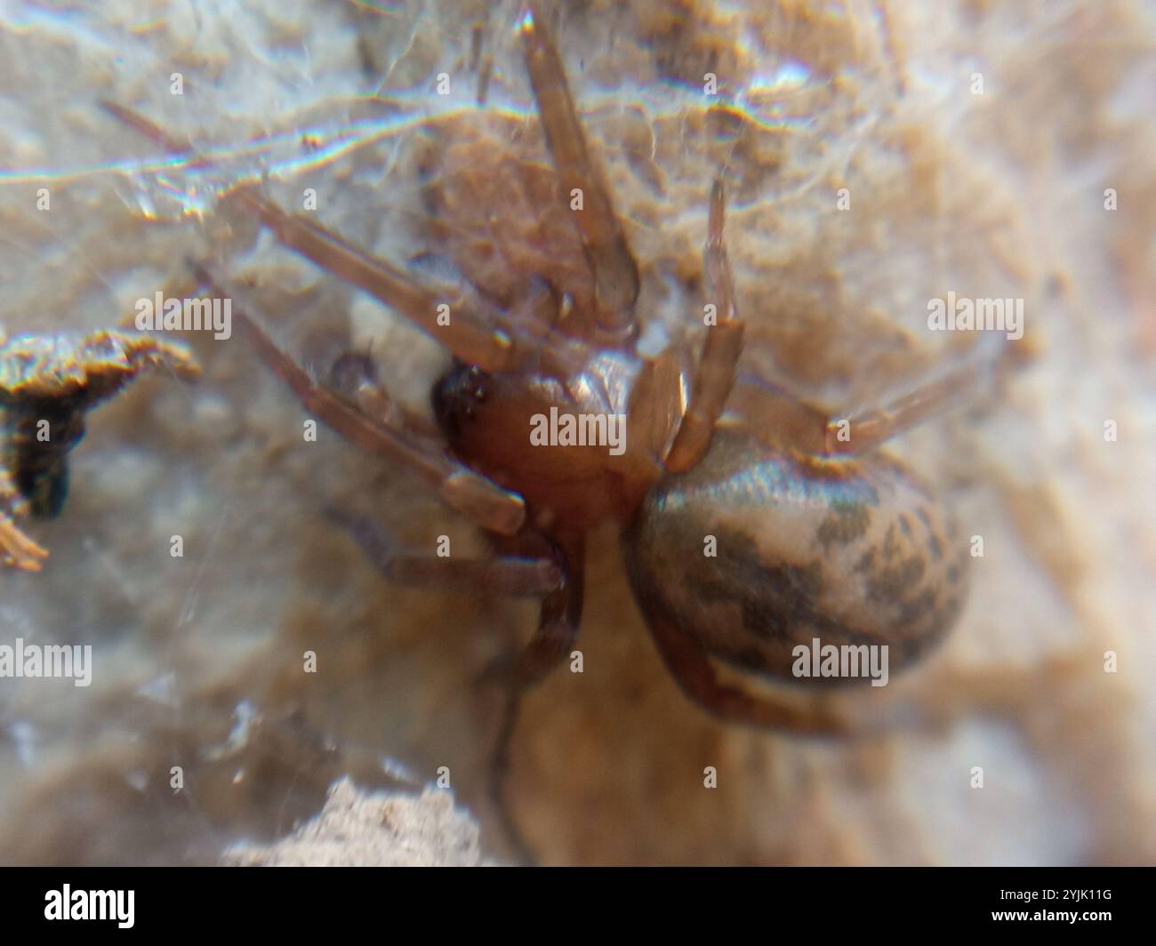 Hackledmesh Weavers (Amaurobiidae Stock Photo - Alamy