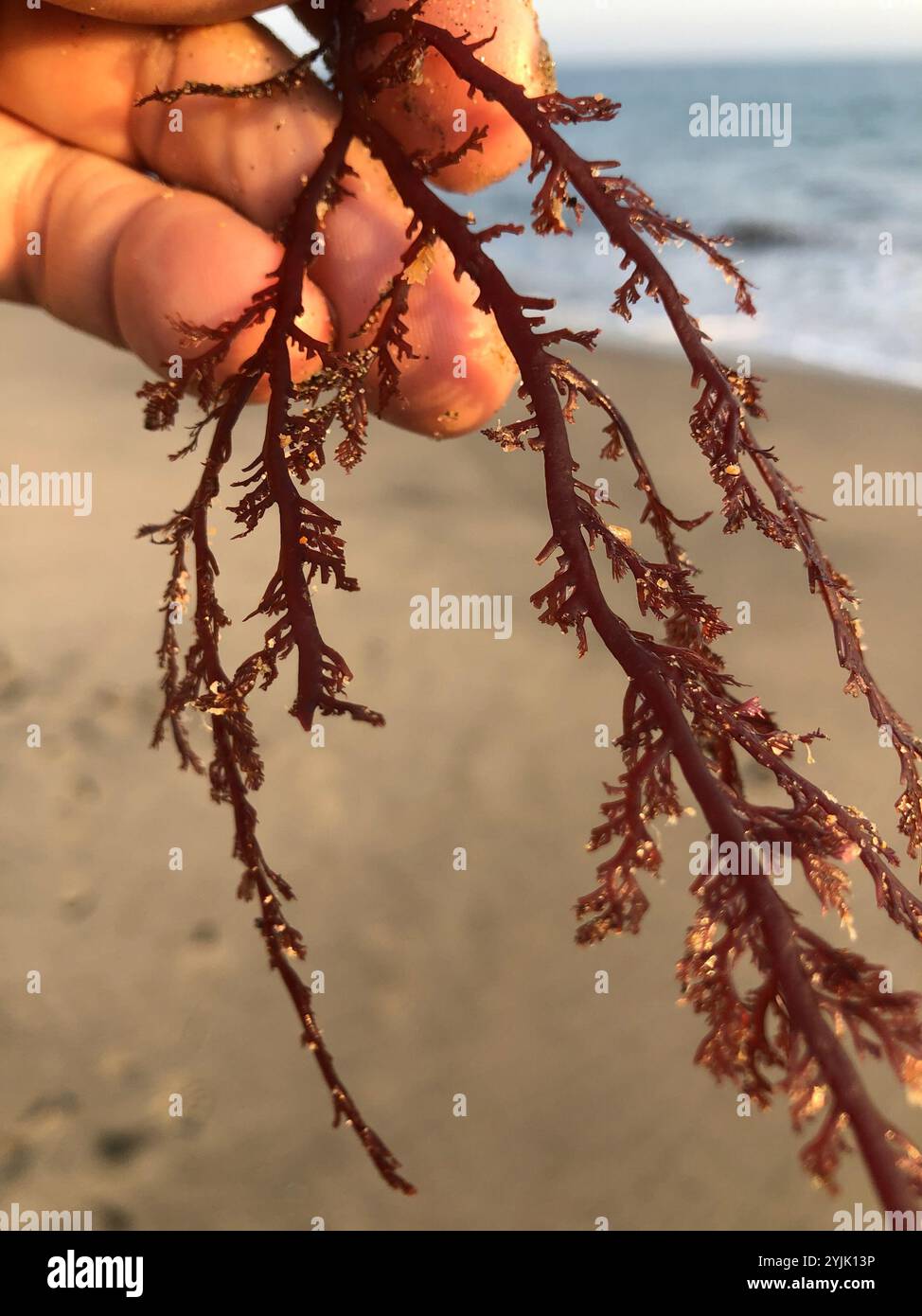 Sea Comb (Plocamium cartilagineum Stock Photo - Alamy