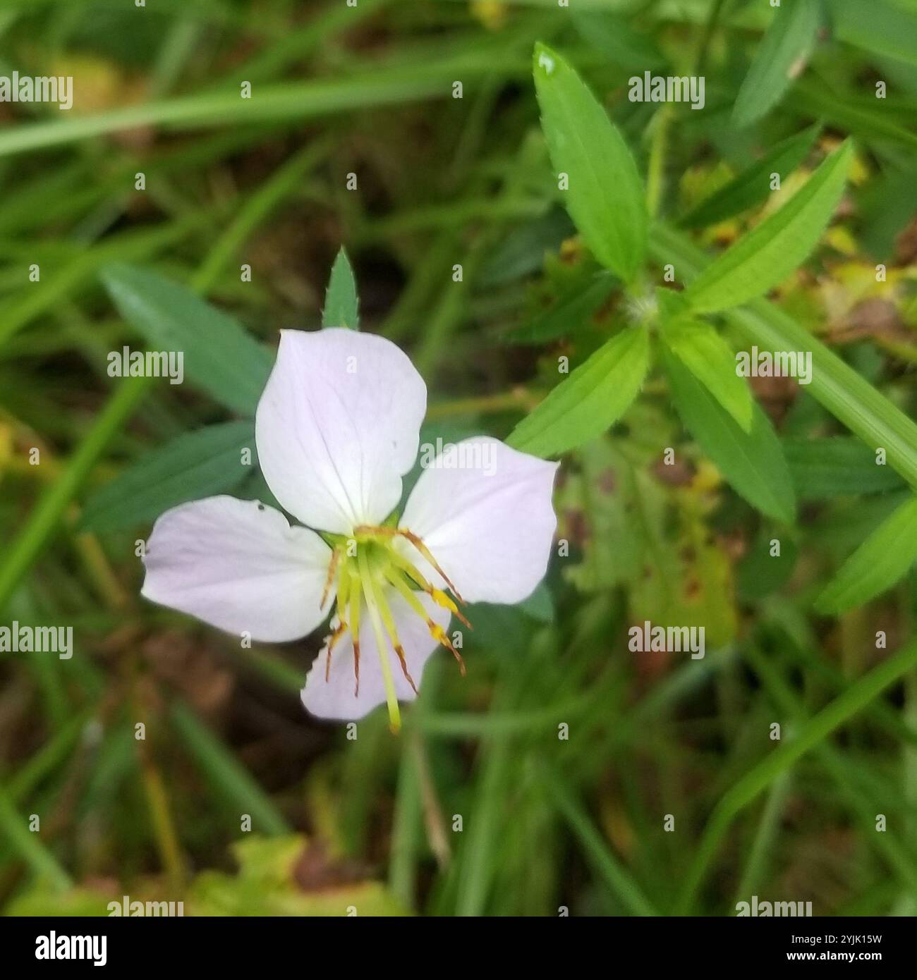 Maryland meadowbeauty (Rhexia mariana Stock Photo - Alamy